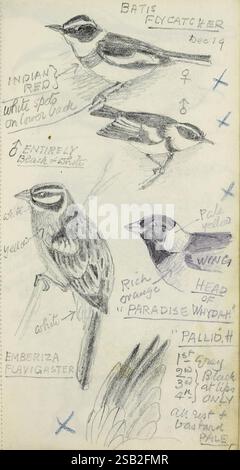 Abel Chapman's Sudan sketchbooks between 1913 and 1919, The artwork ...