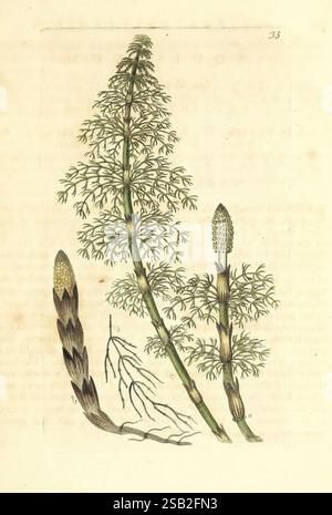 Filices Britannicae, London, Leeds, 1785-90., This illustration ...
