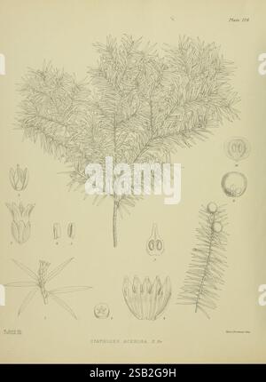 Cyathodes acerosa Cyathodes acerosa Stock Photo - Alamy