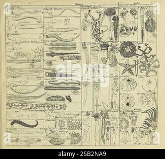 A detailed illustration of a starfish, featured in PSM V16 D667 ...