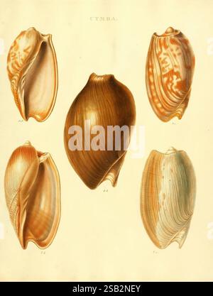 A catalog of recent shell species with original descriptions ...