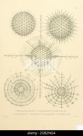 Radiolaria are microscopic, single-celled organisms that live in marine ...