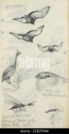 'Bird Notes' (1913) is a collection of observations and reports on bird ...