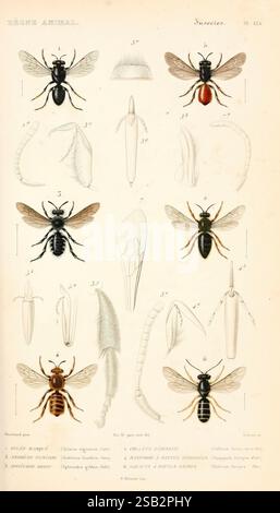 This section of Zoology presents the wing structure of moths ...