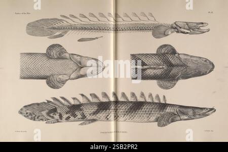 The saddled bichir (Polypterus endlicheri). The body is long and about ...
