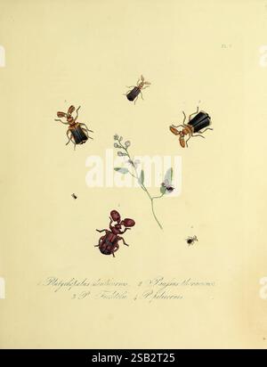 A detailed illustration of various insects accompanied by descriptive ...