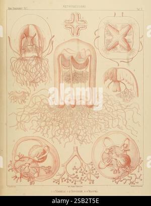 Reproductive cycle of jellyfish Stock Photo - Alamy