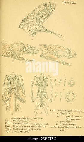 Indian snakes, Madras, Higginbotham, 1874, China, India, Snakes, South ...