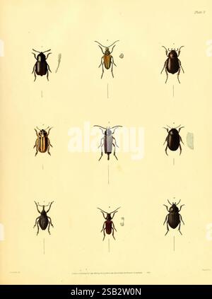 Fauna boreali americana, or, The zoology of the northern parts of ...