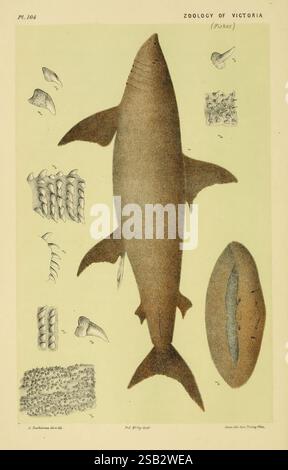 Cetorhinus maximus, or Basking Shark Stock Photo - Alamy