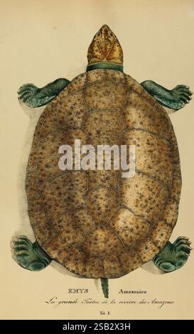 The Arrau turtle, Podocnemis expansa, also known as the giant South ...