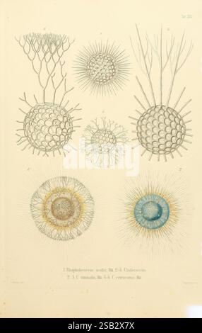 Die Radiolarien (Rhizopoda radiaria), Berlin, G. Reimer, 1862-1888 ...