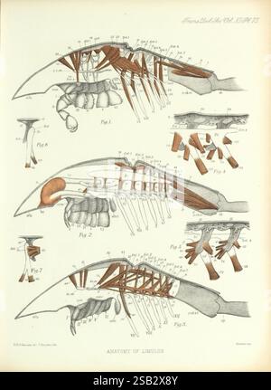 A detailed image of a horseshoe crab (Limulus polyphemus) in its ...