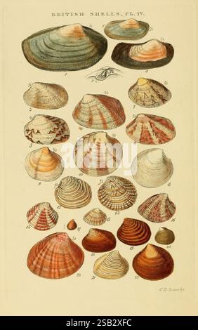 Illustrated, index, of, British, shells, London, Simpkin, Marshall, and ...