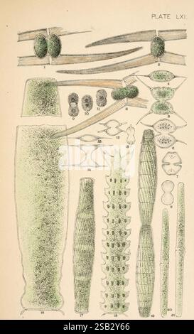 Fresh-water Algae of the United States, Bethlehem, Pa, The Comenius ...