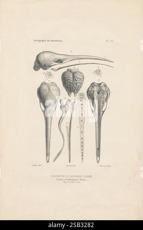 A detailed anatomical illustration depicting various parts of the human ...