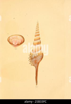 spindle tibia, shinbone tibia (Tibia fusus), snail shell Stock Photo ...