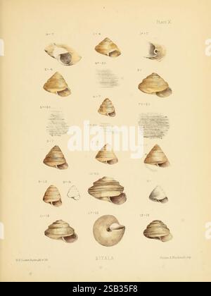 Mollusks and Shells in India is a comprehensive study of marine ...