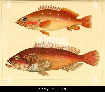 Notes on some figures of Japanese fish Washington, s.n, 1856? Japan ...