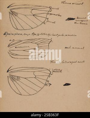 Illustration from a book depicting the different column tops. Left to ...