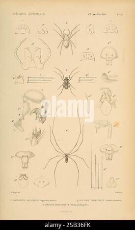 A detailed scientific illustration from 'Arachnida Araneidea,' Volume 2 ...