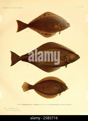 Halibut, side view Stock Photo - Alamy