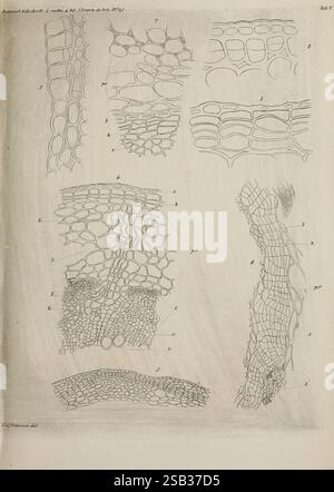 Botanisk tidsskrift København Dansk botanisk forening Illustration ...