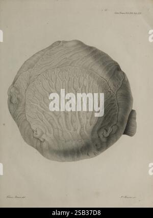 This border design features intricate patterns, highlighting the ...