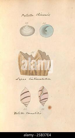 A detailed illustration of two distinct shells, showcasing their unique ...