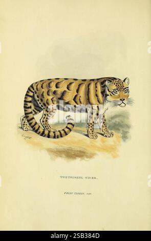 General, particular, descriptions, vertebrated, animals, London ...