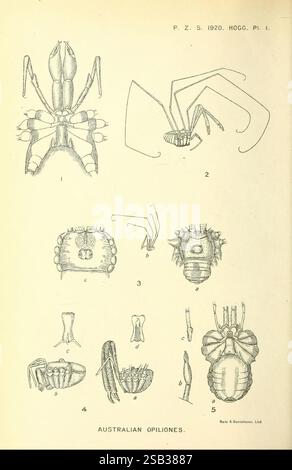 This anatomical illustration presents the lateral view of a goatâ€™s ...