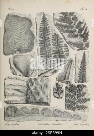 fossilized plant from Fur Formation, palaeocene/eocene, Denmark ...
