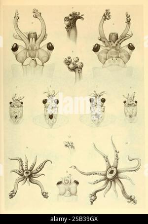 A detailed illustration of cephalopod species, showcasing the diversity ...
