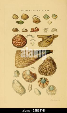 Illustrated, index, of, British, shells, London, Simpkin, Marshall, and ...