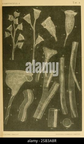 Genesi, organizzazione e metamorfosi degli infusori, Firenze, Tipo. di ...