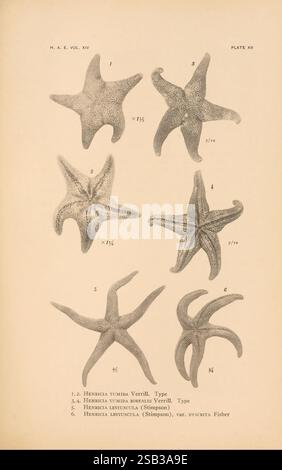 A detailed image of a starfish, showcasing its unique shape and natural ...
