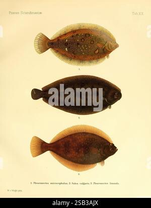 A History of Scandinavian Fishes: Classification and Identification ...