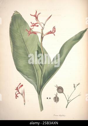 Vivid green leaves of Canna indica, commonly known as Indian shot ...