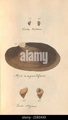 An illustrated exploration of British shells, focusing on species ...