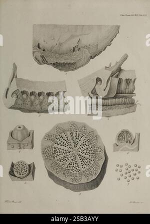 This botanical illustration from 1821 depicts the orchid species Vanda ...