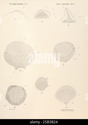 The Danish Ingolf Expedition was a scientific exploration of marine ...