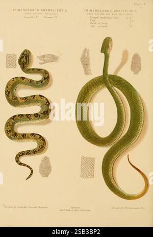 The Poisonous Snakes of India London: J. & A. Churchill, 1878 India ...