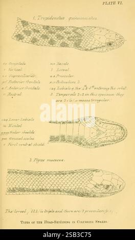Indian snakes, Madras, Higginbotham, 1874, China, India, Snakes, South ...