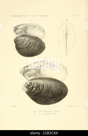An illustration of two species of freshwater mussels, *Squaw-foot ...