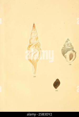 three colored sea-shells on a white underground Stock Photo - Alamy