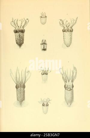 cephalopods, marine biology, squid species, octopus research, mollusk ...