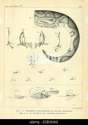 A detailed study of reptiles, with illustrations depicting various ...