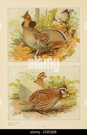 "The book of birds : common birds of town and country and American game ...