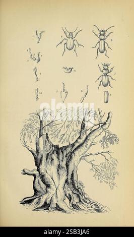 The Naturalist, London, R. Groombridge, 1837-1839, natural history ...