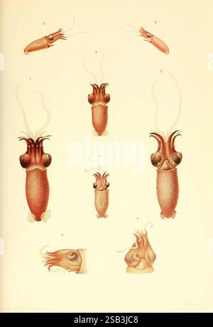 An illustration featuring various cephalopods, including detailed ...